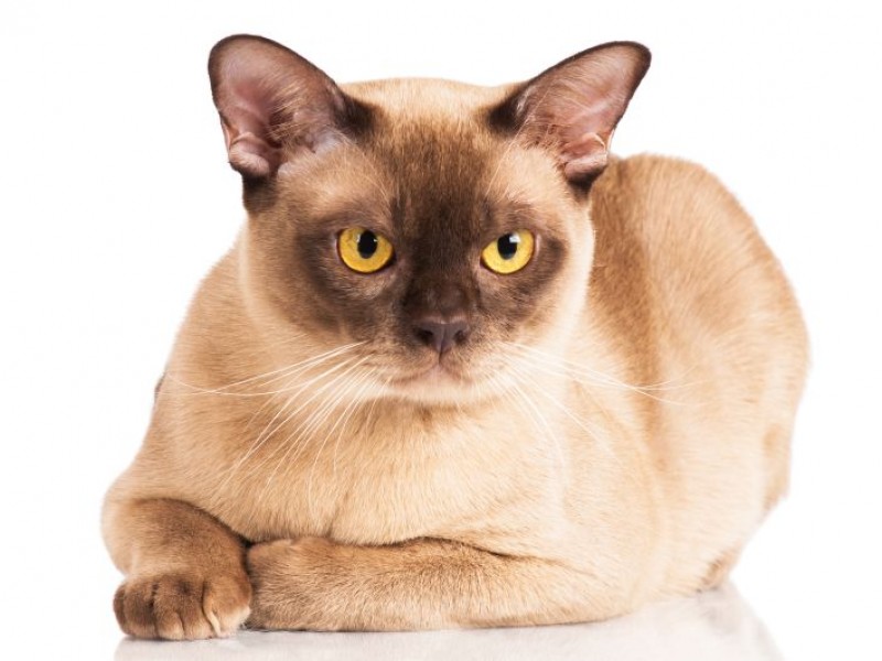 As 9 raças de gatos mais comuns no mundo - Espaço Animal