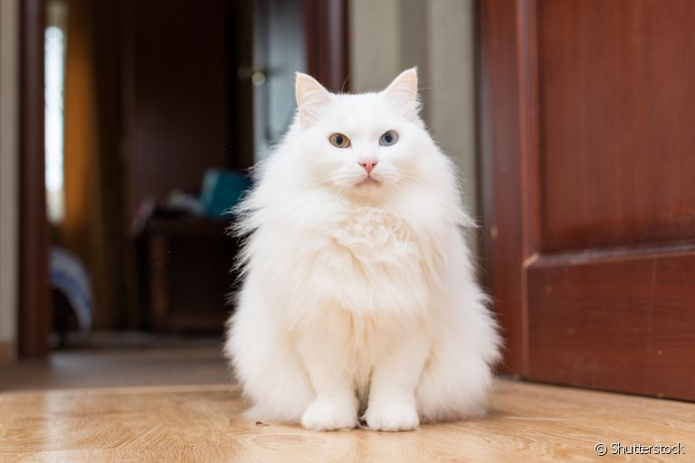 As 9 raças de gatos mais comuns no mundo - Espaço Animal